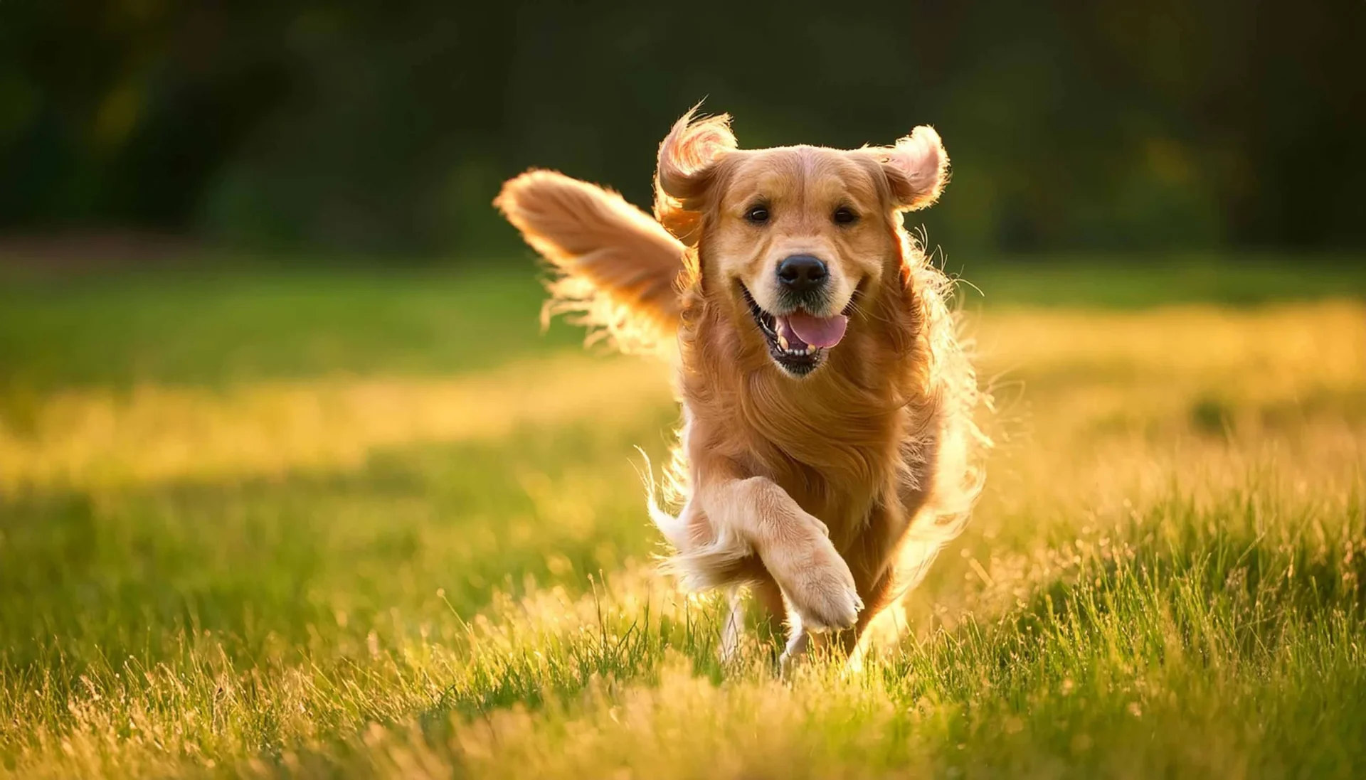 Vigiis® 101 For Pets - SunWay Biotech Co., LTD